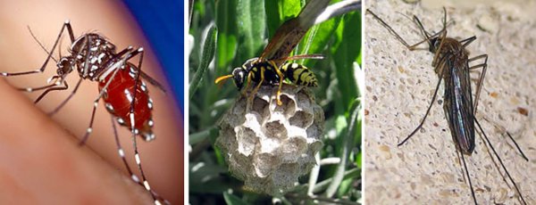 Tipos de insectos de jardín y sus picaduras - Huertoplus
